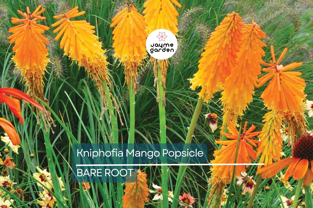 Kniphofia ‘mango Popsicle’ – 1 Bare Root Hot Poker Plant, Perennial ...