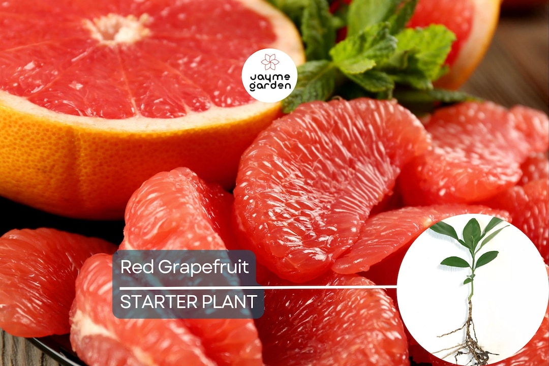 4 Red Grapefruit Tree Seedling Gmo-free, Organic, Live Tree With Roots ...