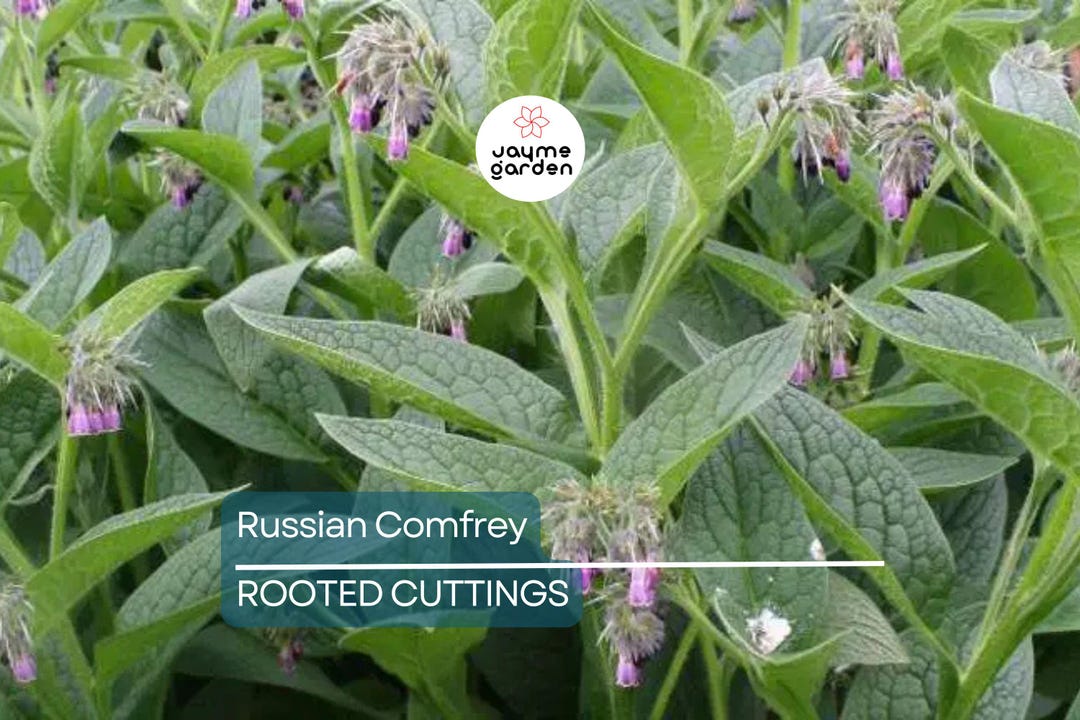 Large Live Russian Comfrey Crown Cuttings - Bocking #14 (5 Pack), 1-2 ...