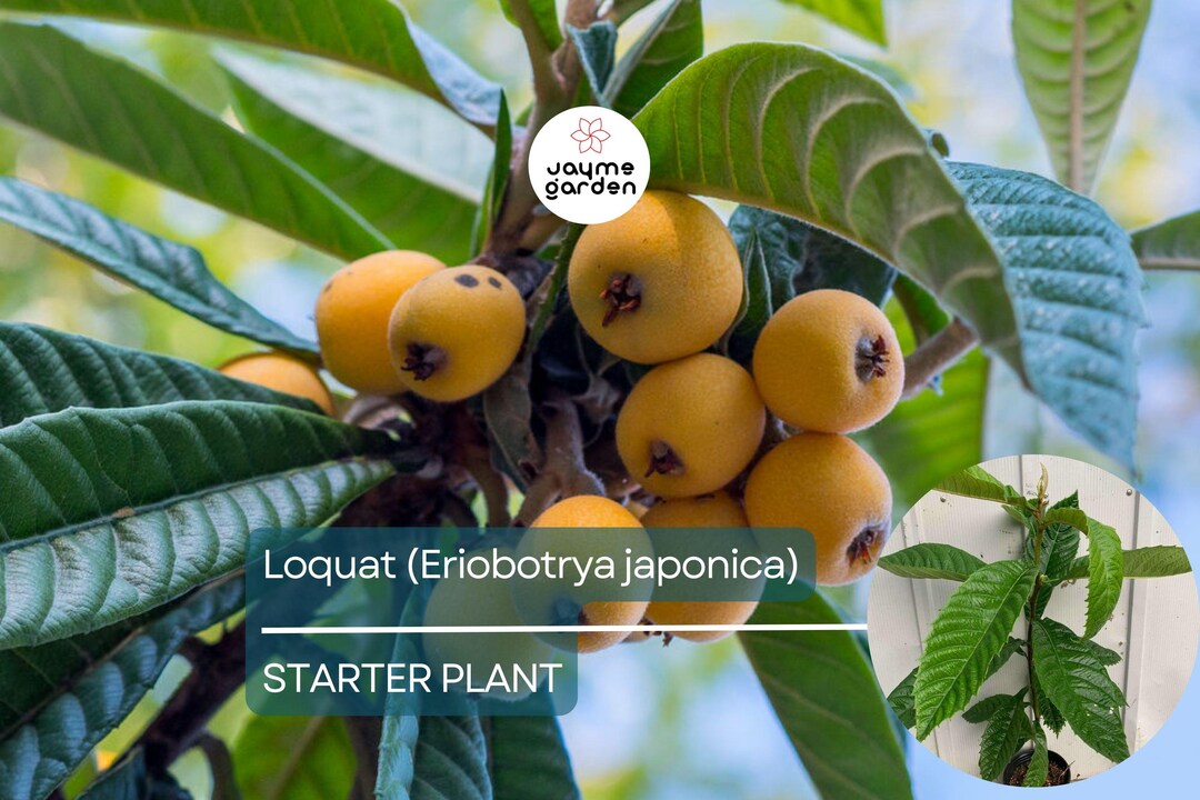 Loquat Tree - Live Eriobotrya Japonica Fruit Tree 1’-2’ Tall ...