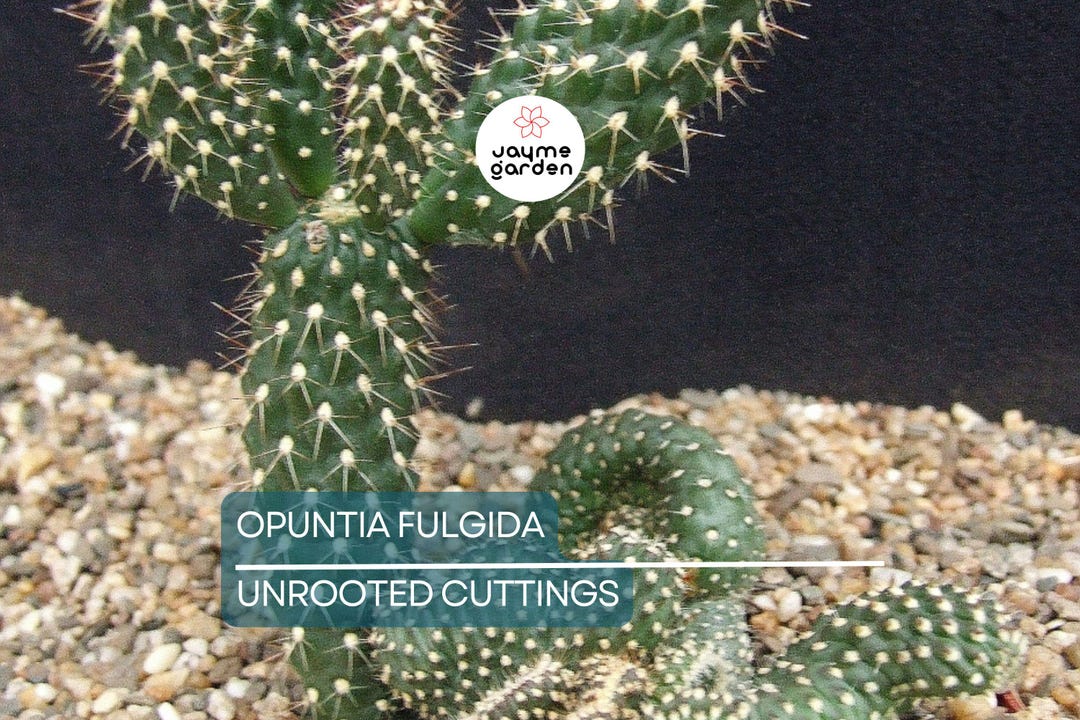 Opuntia Fulgida Cactus - 2 Fresh Cuttings (6-9 Inches) | Chain Fruit ...