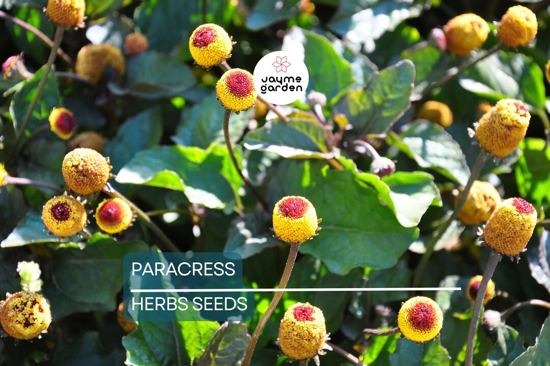 100 Paracress Seeds - Medicinal Herb - Toothache Plant (spilanthes ...