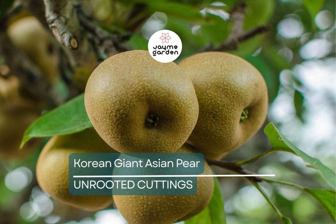 Korean Giant Asian Pear Scion - 3 Cuttings for Planting, Edible Fruit ...