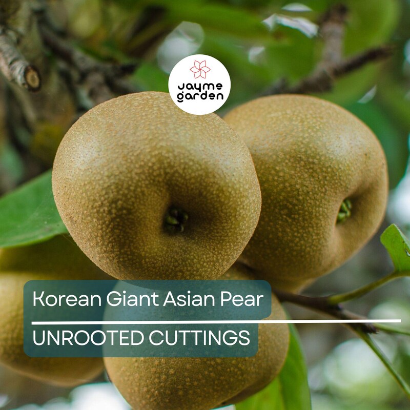 Asian Pear - Etsy