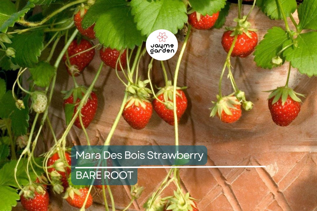12 Mara Des Bois Strawberry Plants | Everbearing | Bare Root | Super ...