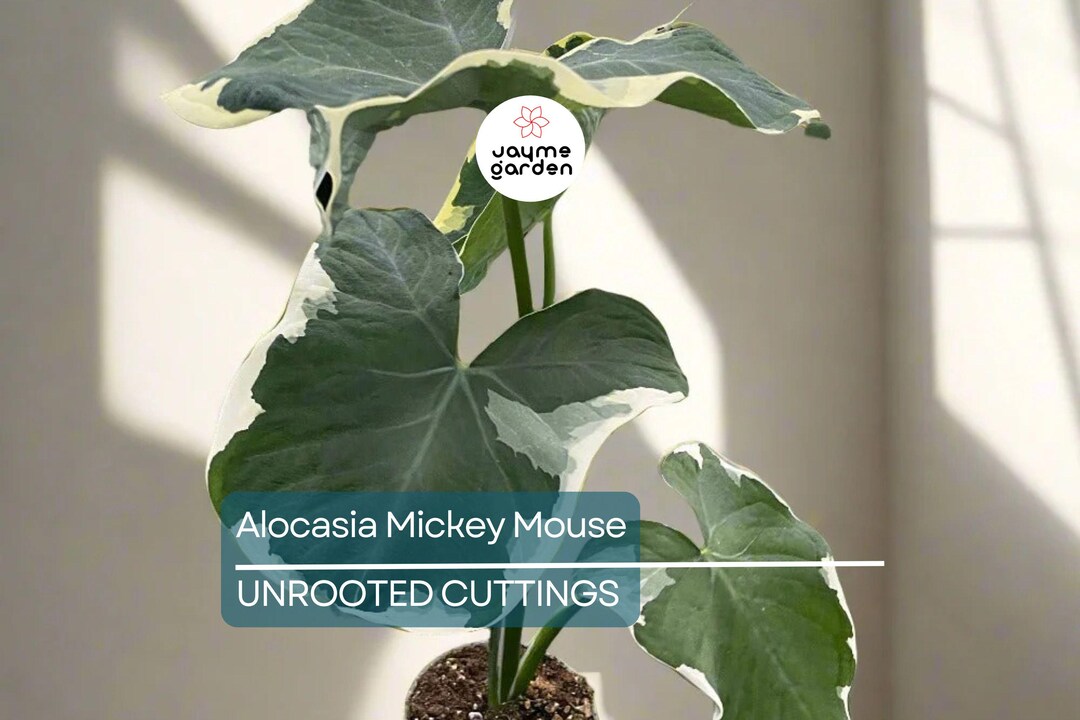 Alocasia Mickey Mouse Plant | Live Plant in 4” Pot | Exact Plant Shown ...