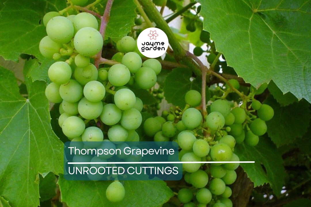 12 Thompson Seedless Grapevine Cuttings | Fresh & Rootable | Edible ...