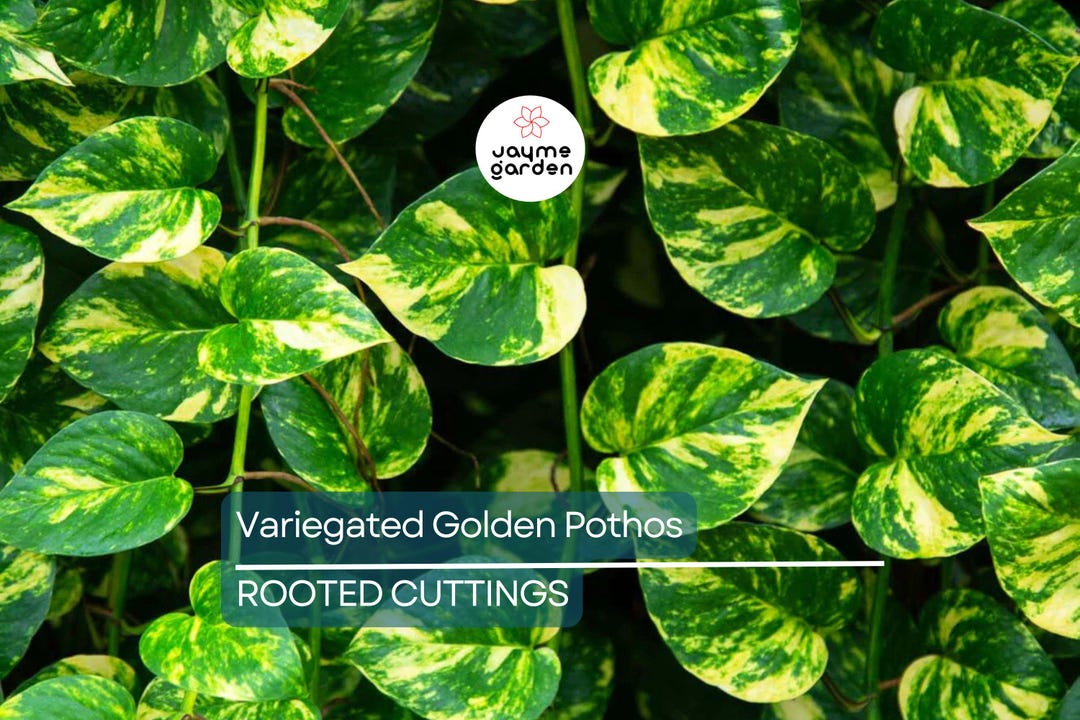 GIANT Variegated Golden Pothos – 3 Node Climbing Cutting, Hawaiian ...