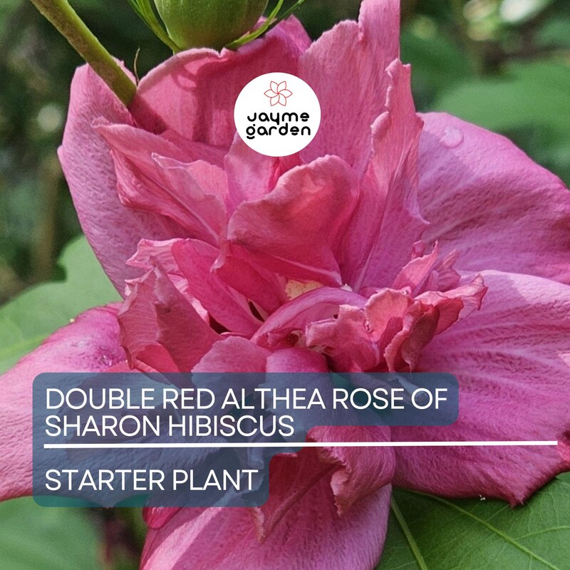 Rose of Sharon Plants - Etsy