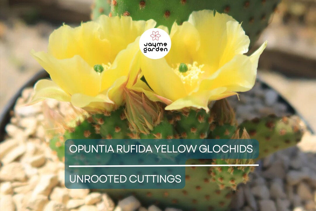 Opuntia Rufida Yellow Glochids Cactus Cutting 6-8 Inches - Bunny Ears ...
