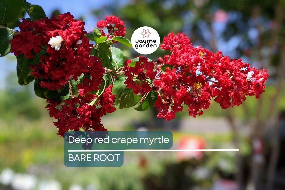 Deep Red Crape Myrtle 'dynamite' 2-3 Ft | Fast Growing Shrub/tree ...