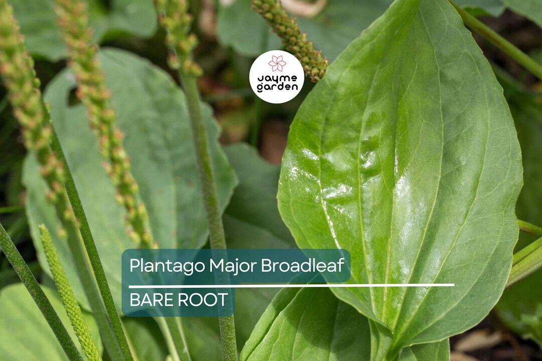 2 Plantago Major Broadleaf Plantain Plants - Bare Root Live Plants ...