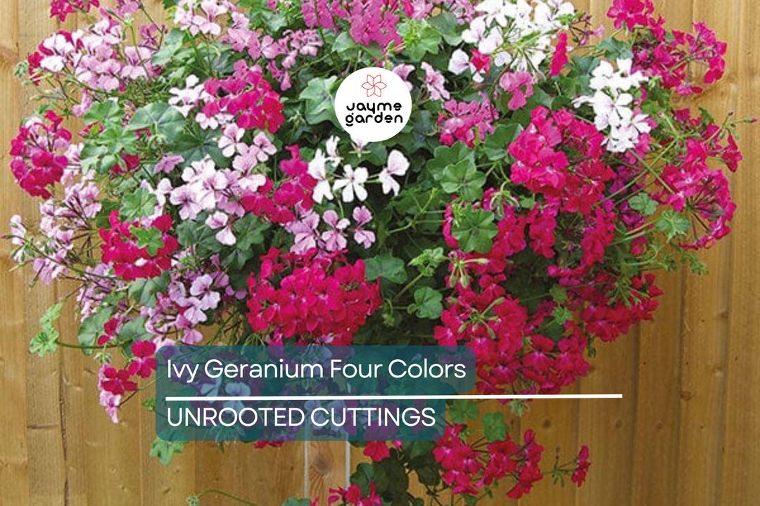 Ivy Geranium - 8 Cuttings (4 Vibrant Colors) for Rooting | Labeled With ...