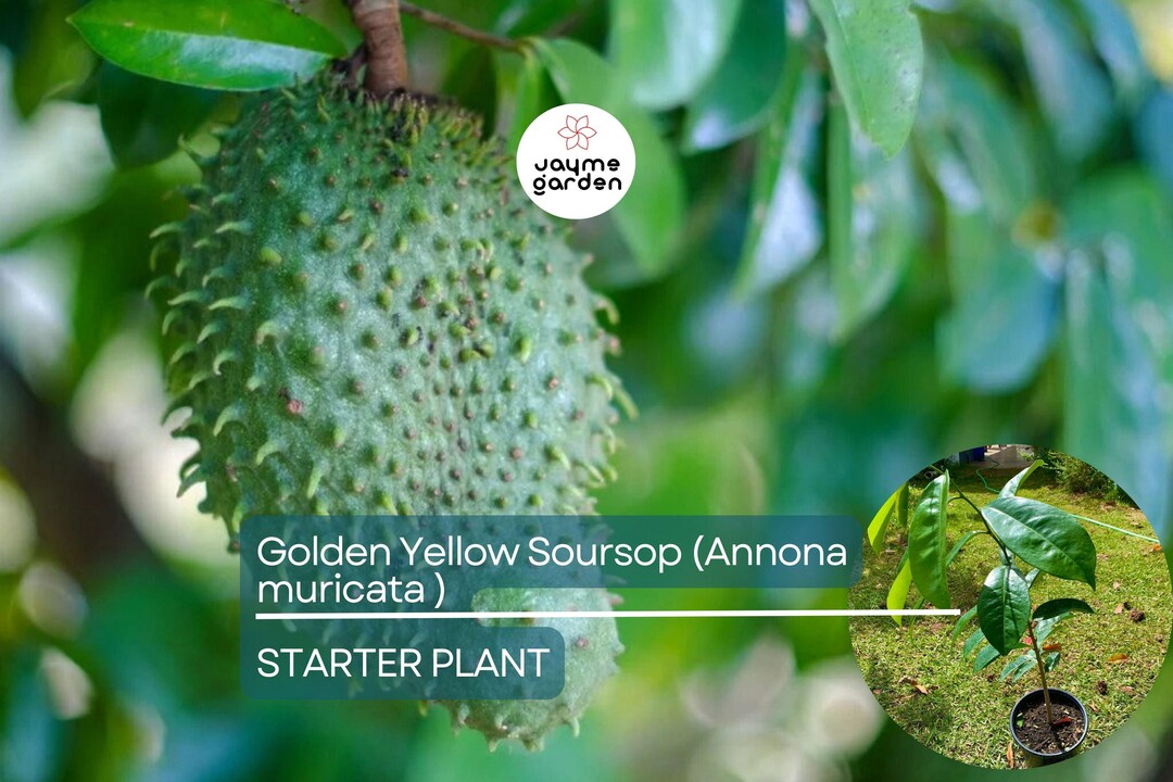 Golden Yellow Soursop Tree Live Annona Muricata 1020 Tropical Fruit ...