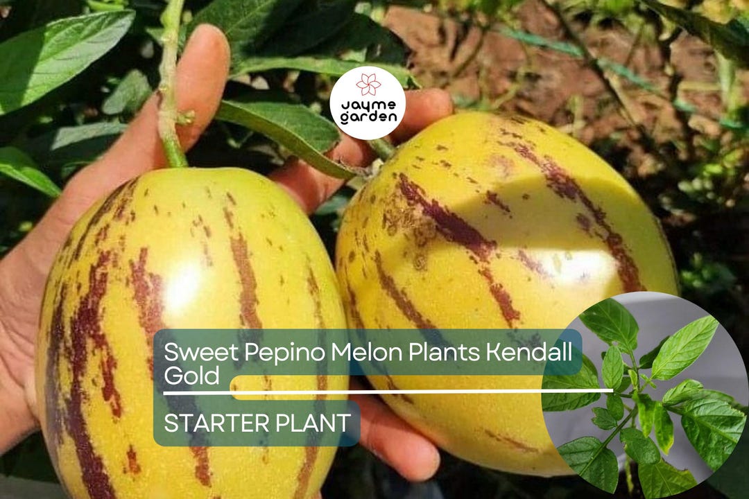 2 Sweet Pepino Melon Plants Kendall Gold Variety Ginseng Fruit Fast ...