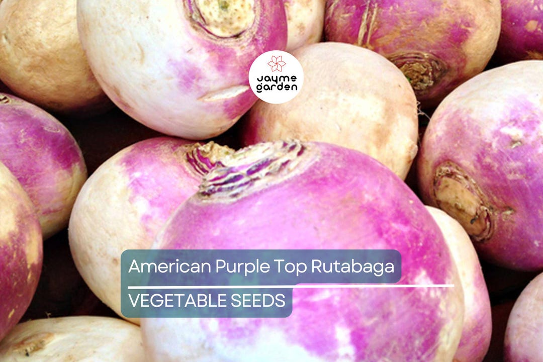1000 American Purple Top Rutabaga Seeds – Heirloom, Non-gmo, Cold-hardy ...