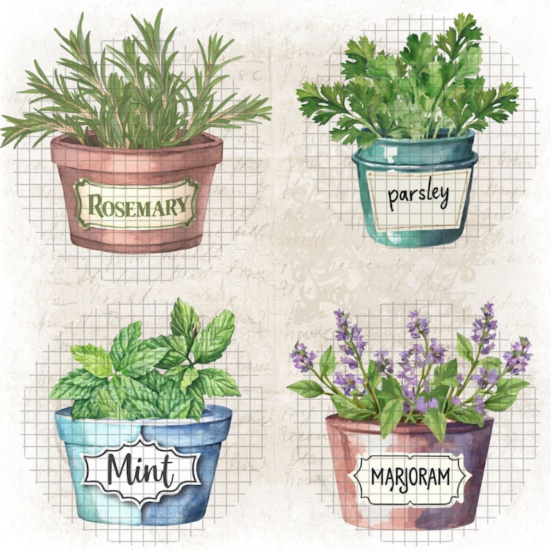 Herb Plants Clip Art Set 15 High Resolution PNG Files With Transparent ...