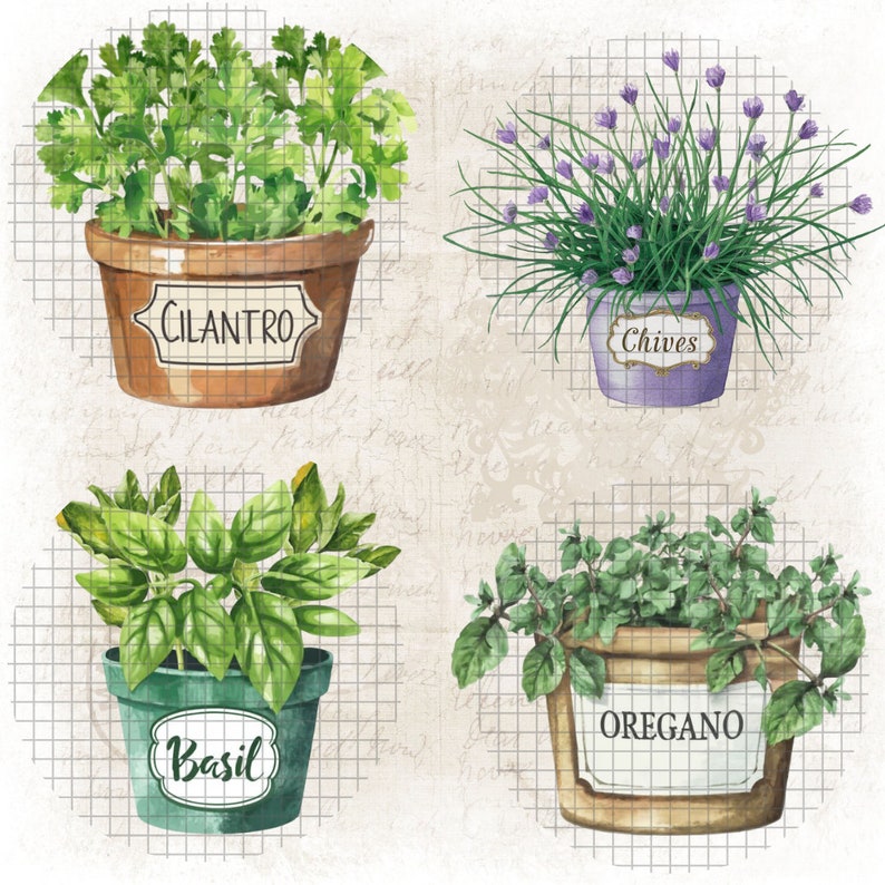 Herb Plants Clip Art Set 15 High Resolution PNG Files With Transparent ...