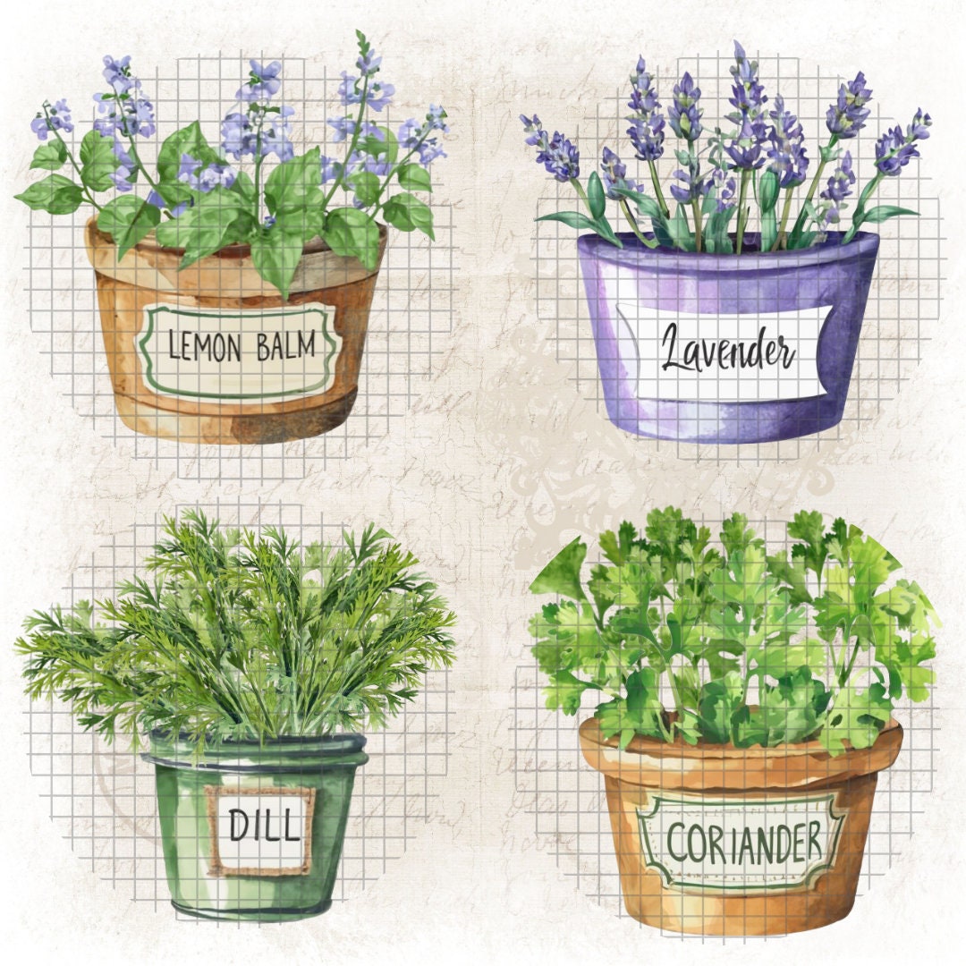 Herb Plants Clip Art Set 15 High Resolution PNG Files With Transparent ...