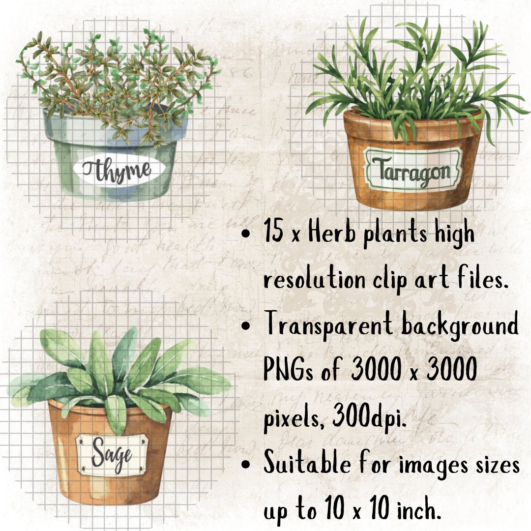 Herb Plants Clip Art Set 15 High Resolution PNG Files With Transparent ...
