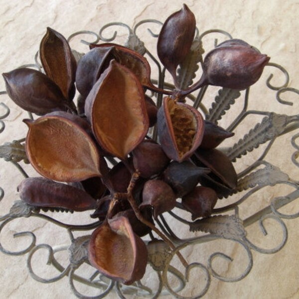 Seed Pods - Etsy