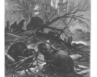 Beaver Engraving Art - Etsy
