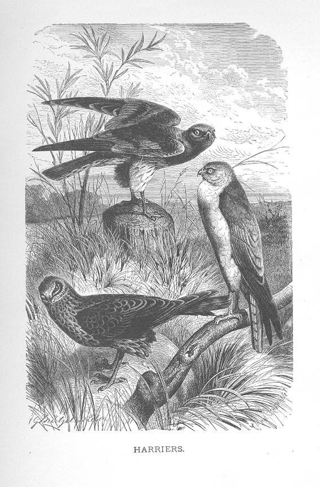 HARRIER Birds ~ Natural History Wood Block Style Engraving Antique Art ...
