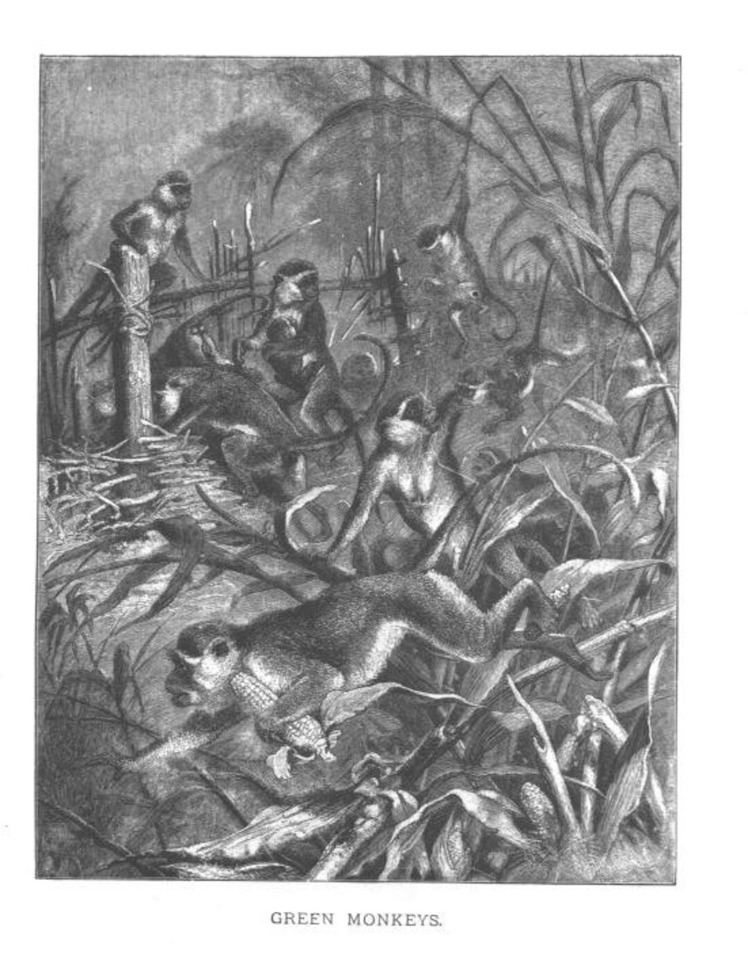 GREEN MONKEYS PRIMATES ~ Natural History Wood Block Style Engraving ...