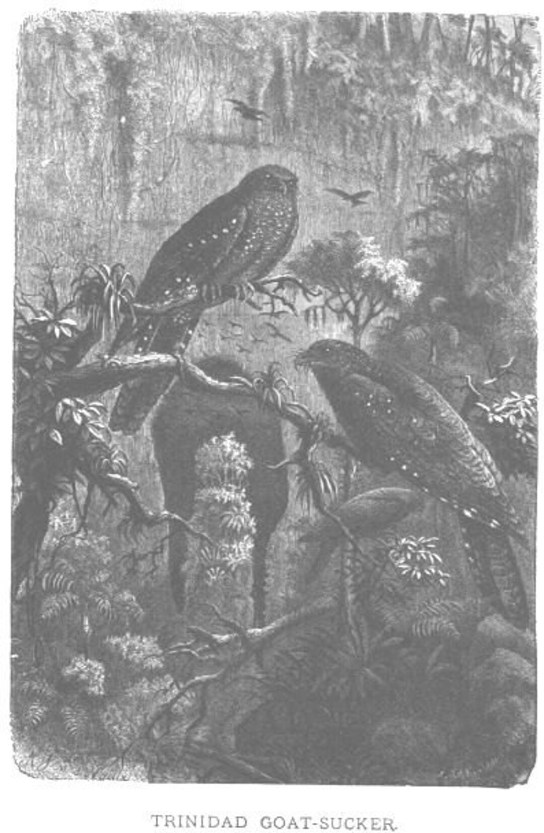 KITES Birds WILD PIG Boar Pig Crow ~ Natural History Wood Block Style ...