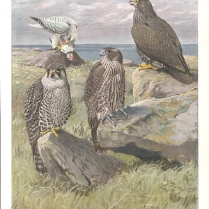 10 Old 1925 PORTRAITS of New ENGLAND BIRDS Louis Agassiz Fuertes ...