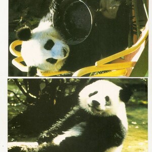30 China Pandas Postcards - Etsy