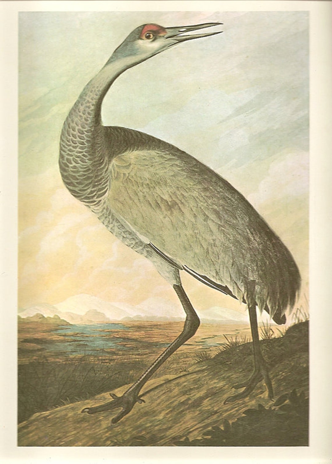 10 Old 1966 Water-color Painting John James AUDUBON for Birds of ...