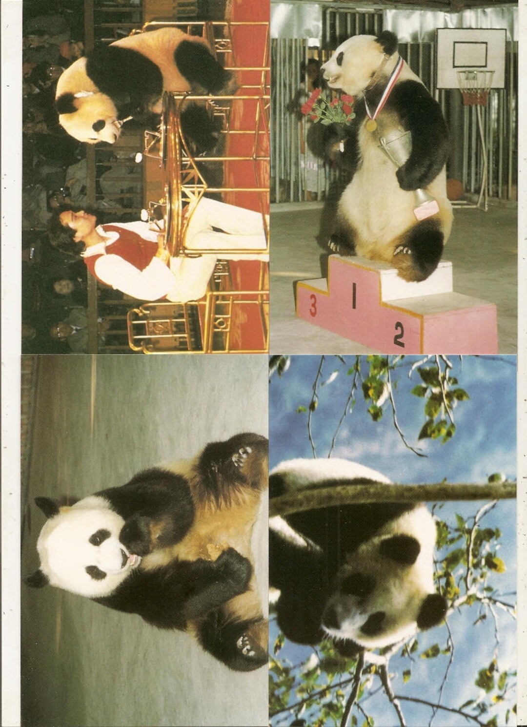 30 China Pandas Postcards - Etsy