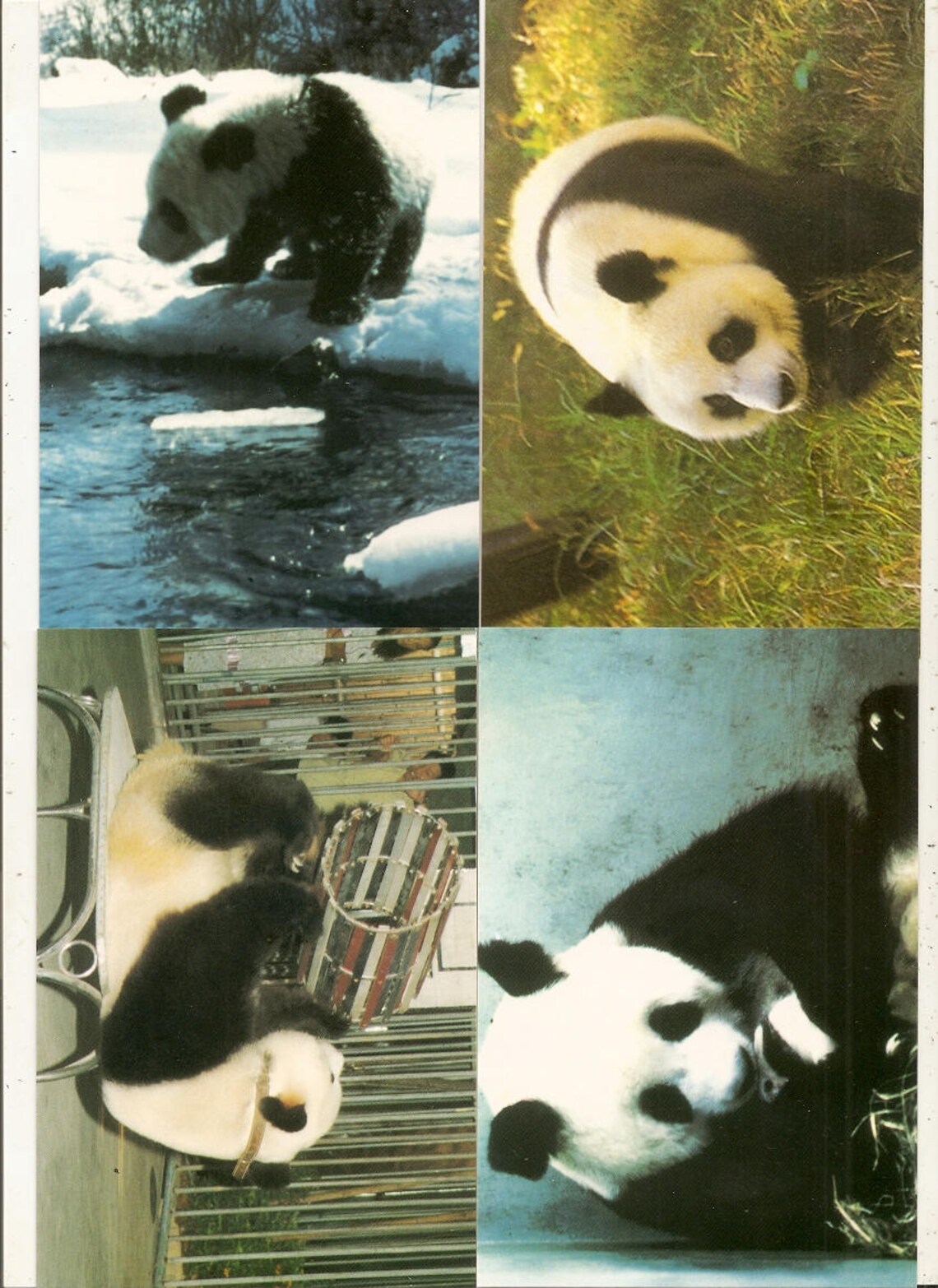 30 China Pandas Postcards - Etsy
