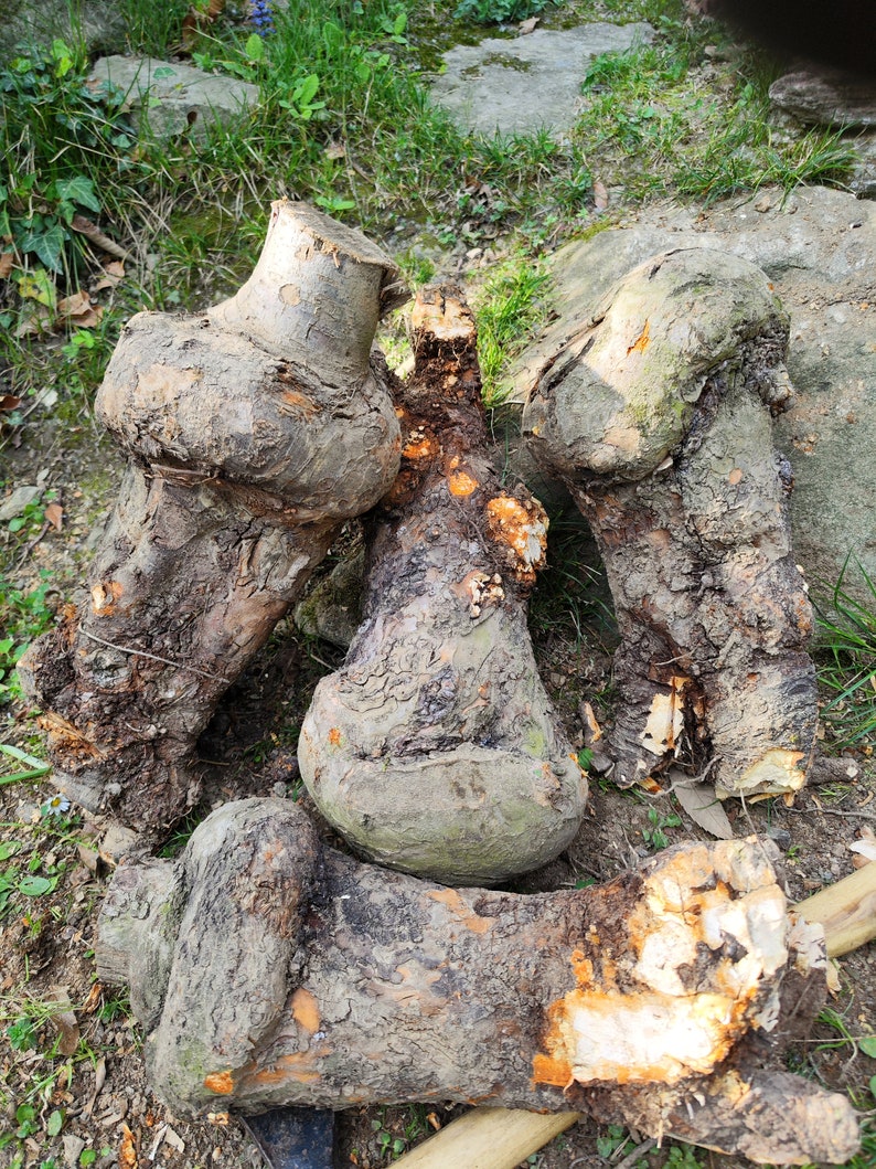 Base of the Trunk of an Apple Tree With Attached Root Taproot. Suitable ...