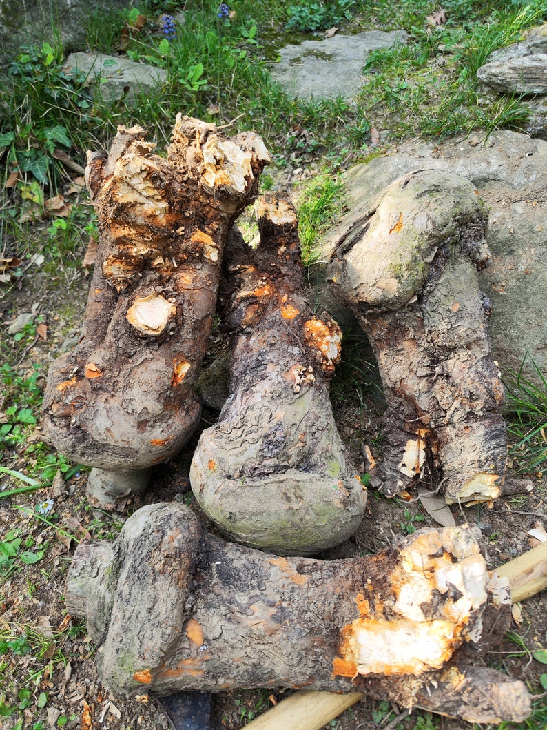 Base of the Trunk of an Apple Tree With Attached Root Taproot. Suitable ...