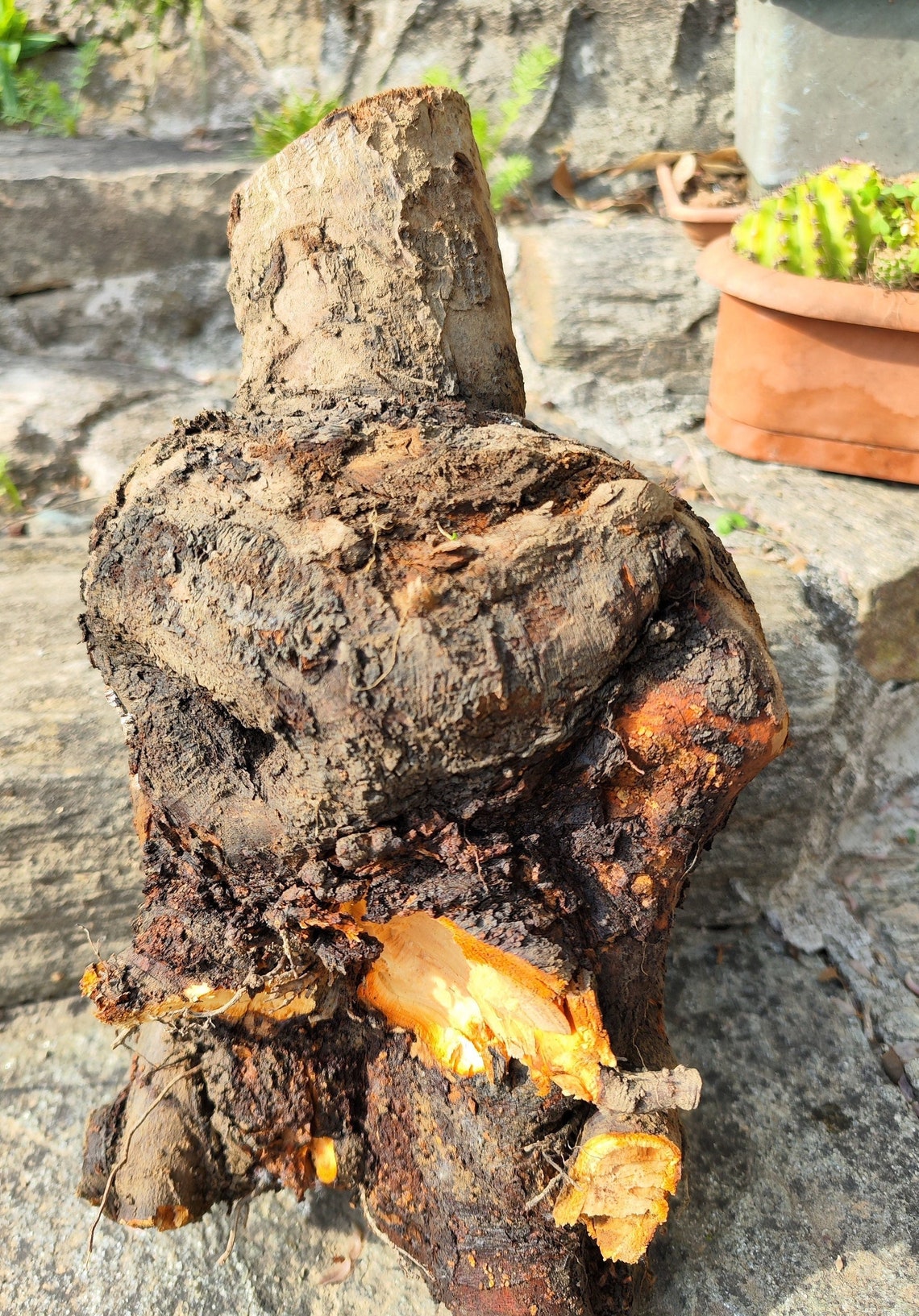 Base of the Trunk of an Apple Tree With Attached Root Taproot. Suitable ...