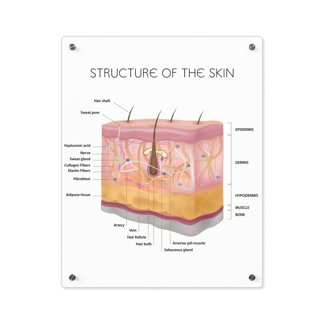 Skin Anatomy Nurse Injector Medspa Display, Structure of the Skin ...