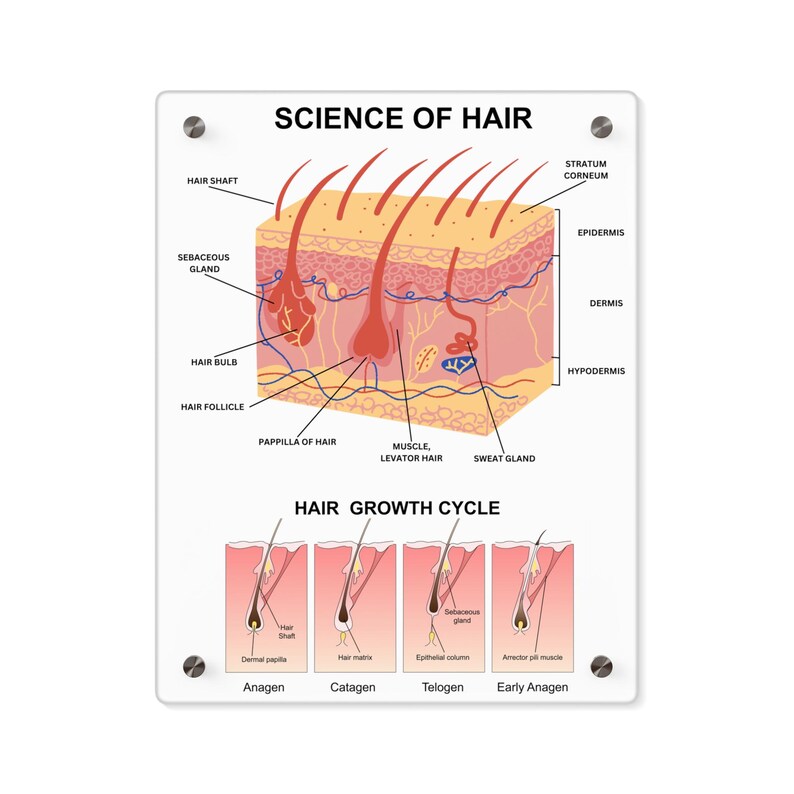 Science of Hair Acrylic Board, Hair Growth Cycle Nurse Injector ...
