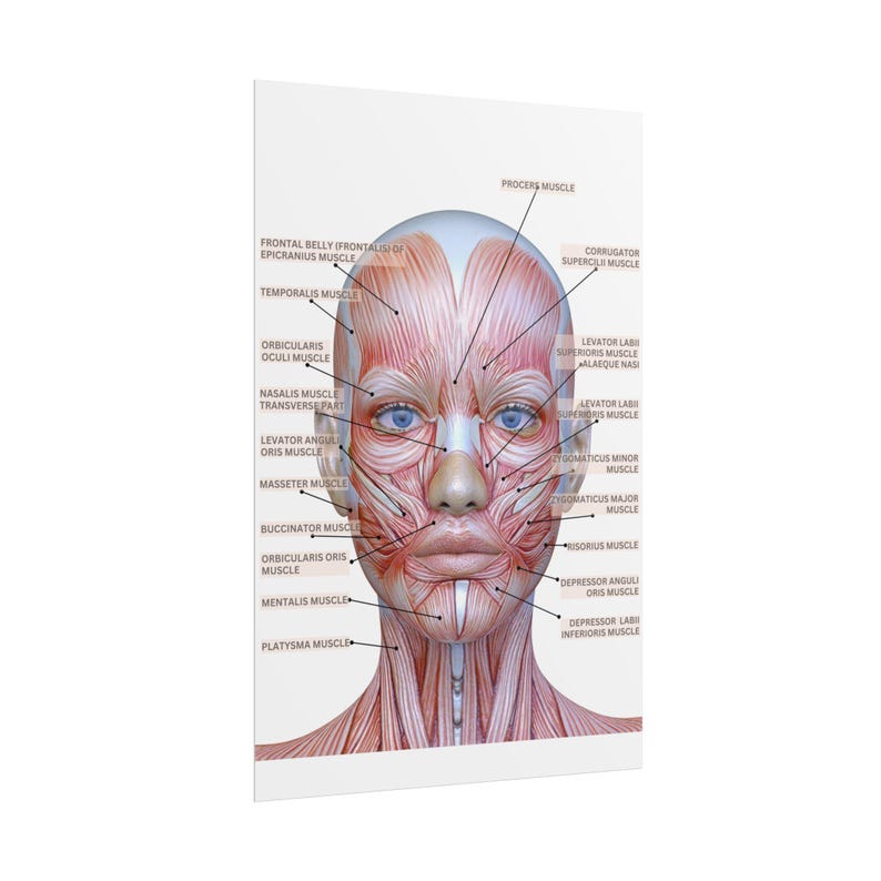 Customized With Logo Female Facial Muscles Rolled Poster, Med Spa ...
