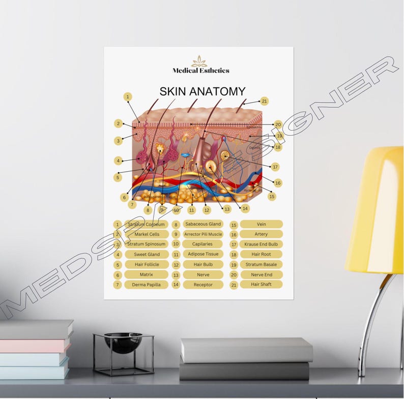 Customized With Logo Skin Anatomy Poster, Hair Growth Stages Medspa ...
