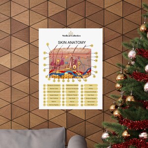 Customized With Logo Skin Anatomy Poster, Hair Growth Stages Medspa ...