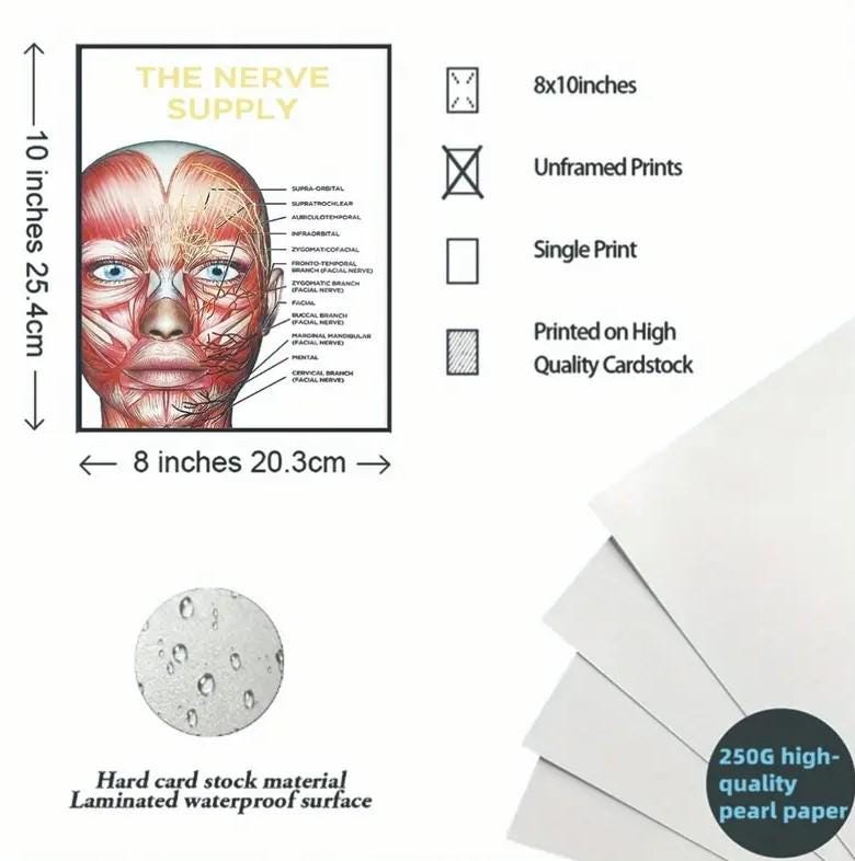 Aesthetic Clinic Face Anatomy Muscles Nerves Arteries & Facial Fat ...