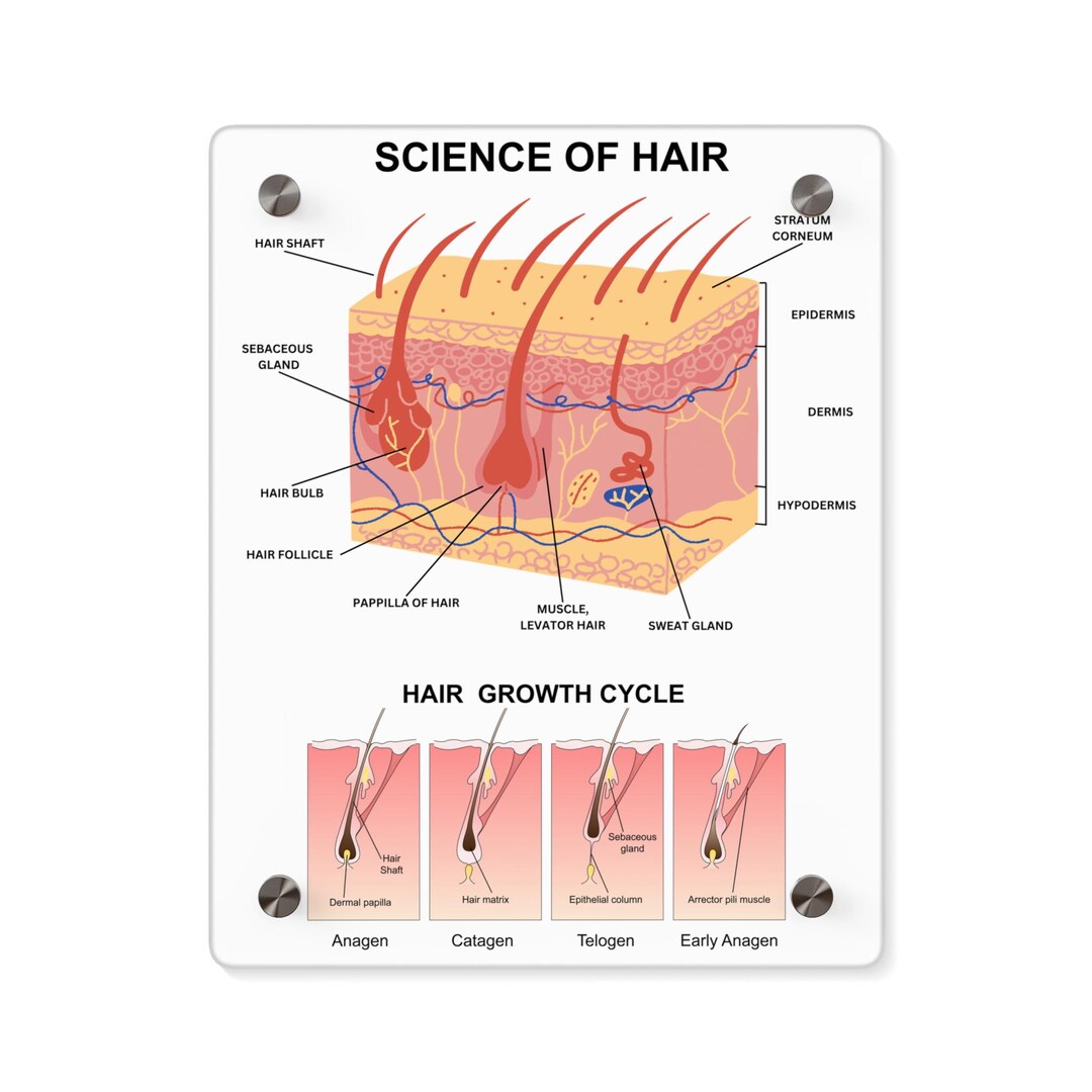 Science of Hair Acrylic Board, Hair Growth Cycle Nurse Injector ...