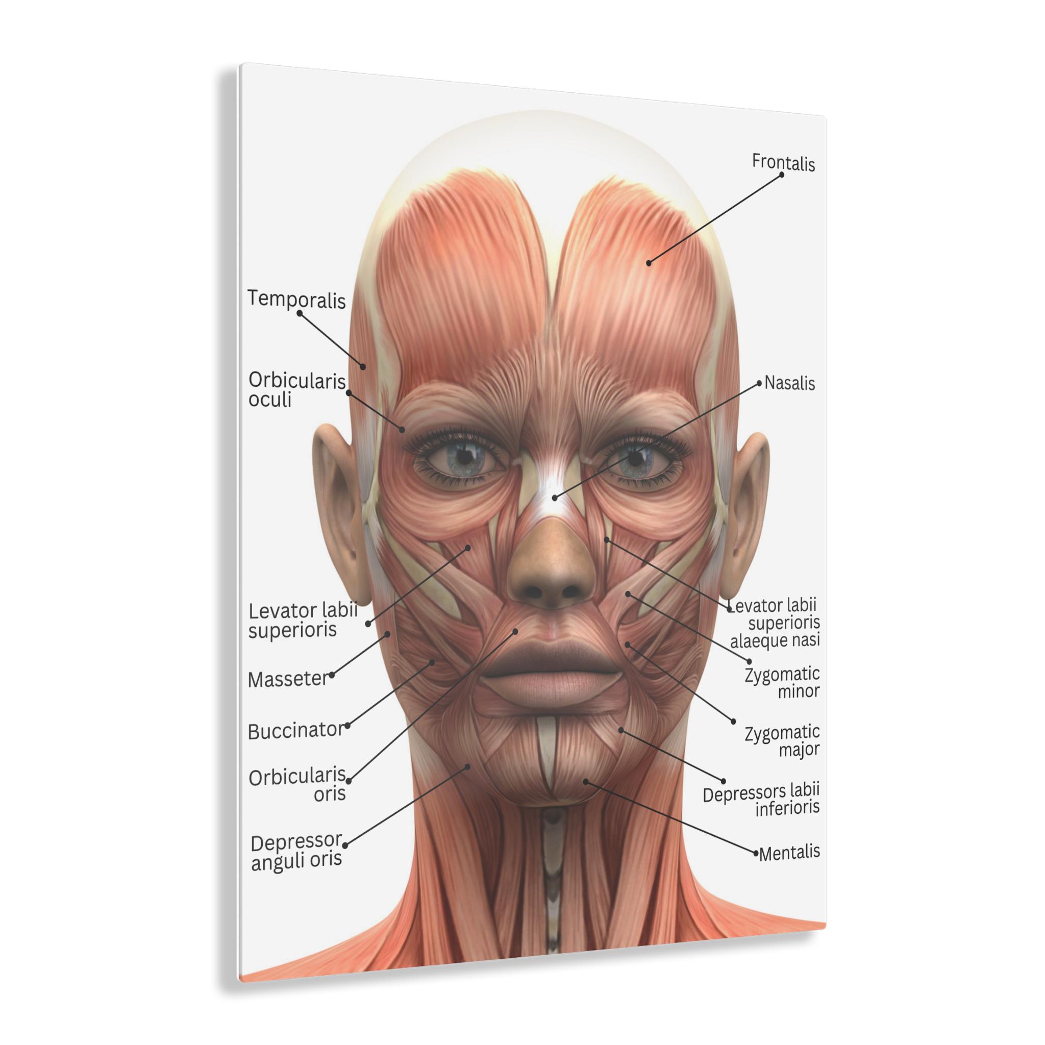 Facial Muscles Acrylic Print, Nurse Injector Consultation Board ...