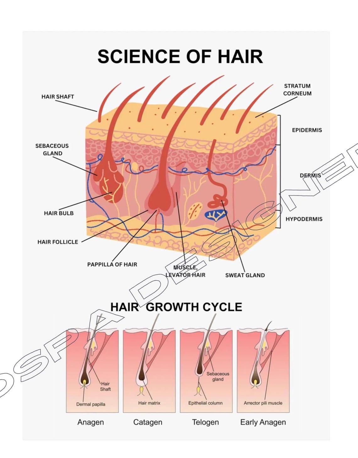 Science of Hair Poster, Hair Growth Stages Medspa Nurse Injector Decor ...