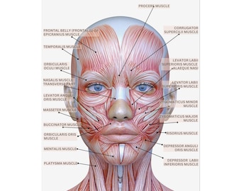 Facial Muscles Rolled Poster, Facial Anatomy Med Spa Poster ...