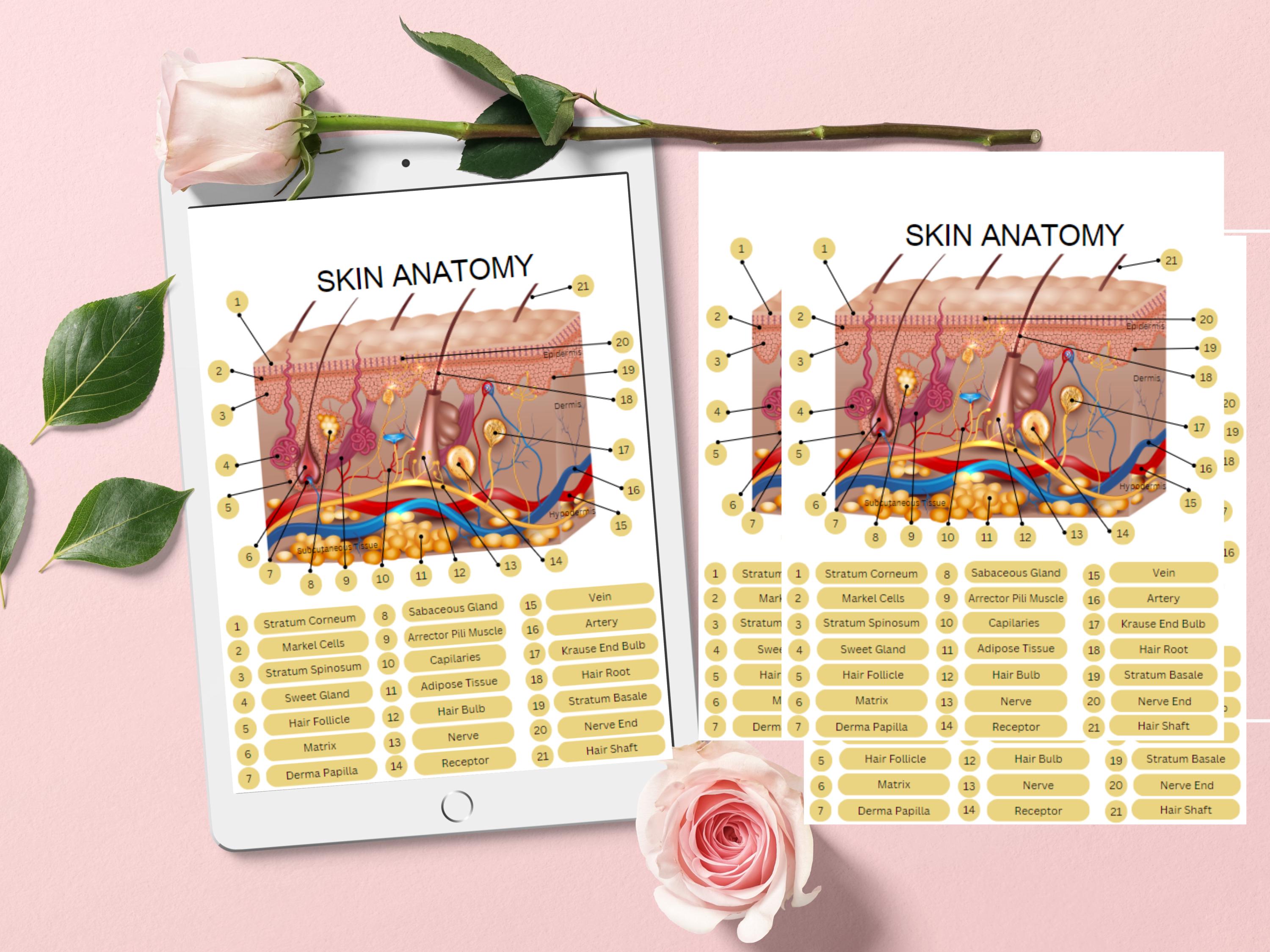 Skin Anatomy Digital Download, Aesthetic Clinic Beauty Salon ...