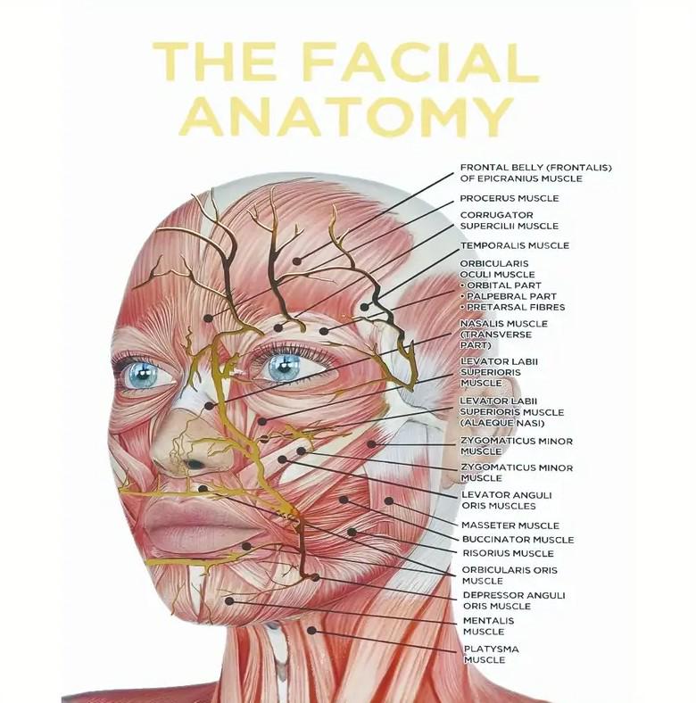 Aesthetic Clinic Face Anatomy Muscles Nerves Arteries & Facial Fat ...