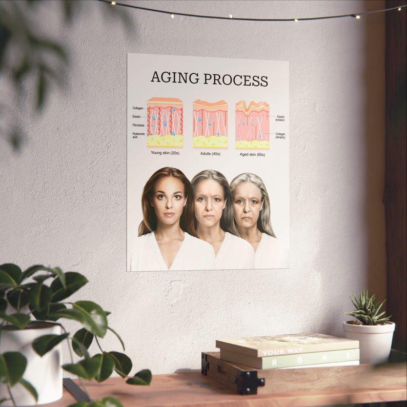 Aging Process Skin Changes Stages Matte Vertical Poster, Plastic ...